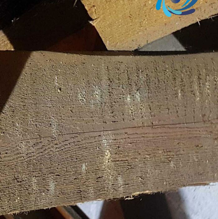 Woodworm Treatment - Dublin - Allied Damp Solutions