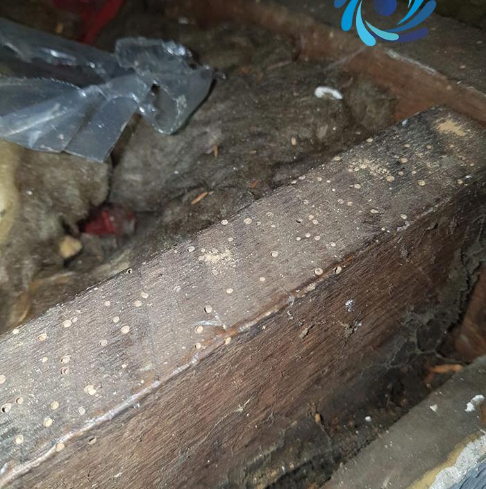 Woodworm Treatment - Dublin - Allied Damp Solutions