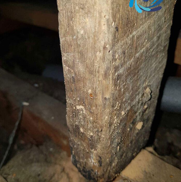 Woodworm Treatment - Dublin - Allied Damp Solutions